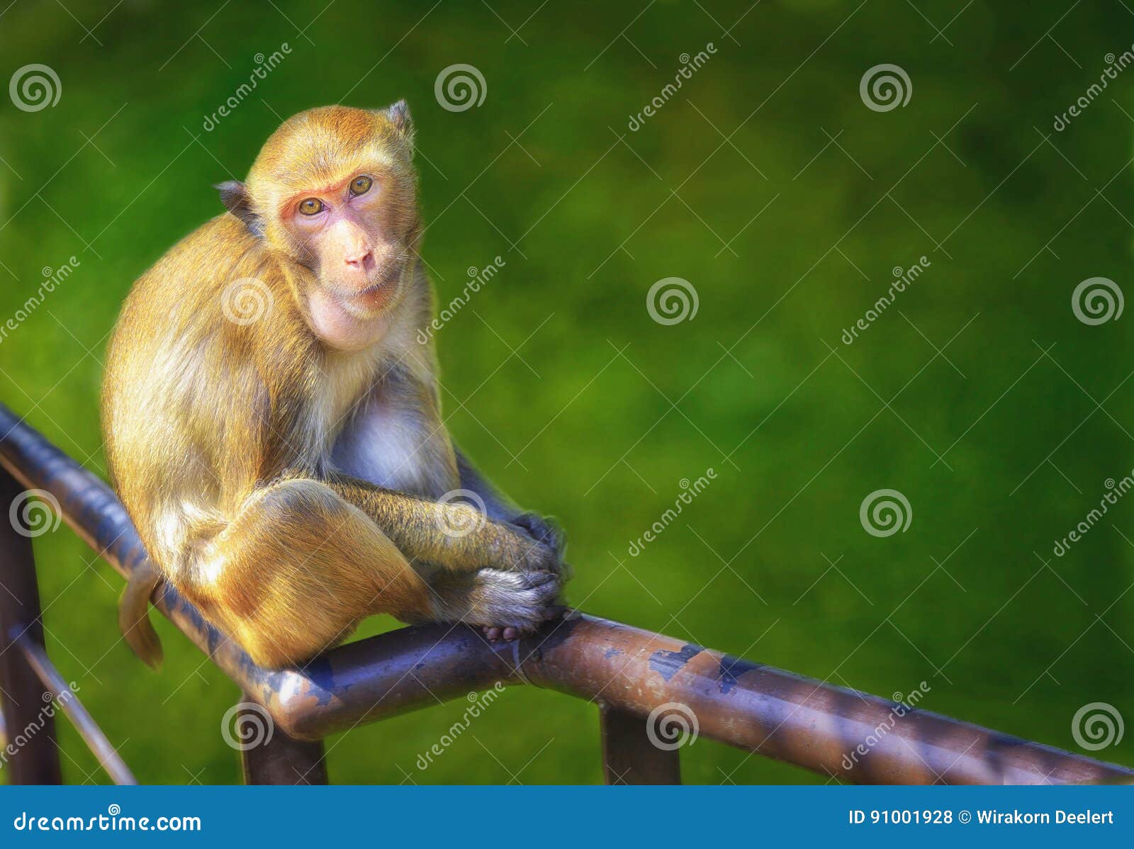 Monkey Sitting on Iron Rail Stock Photo - Image of tail, face: 91001928