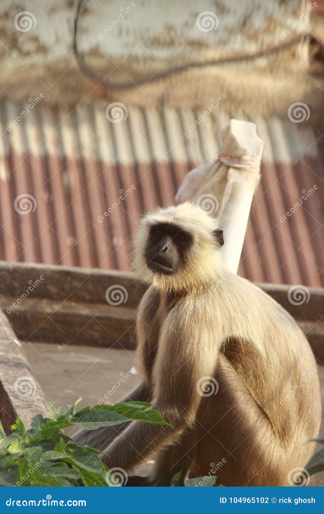 The Boss: Monkey Crab Eating Long Tailed Macaque, Macaca Fascicularis ...