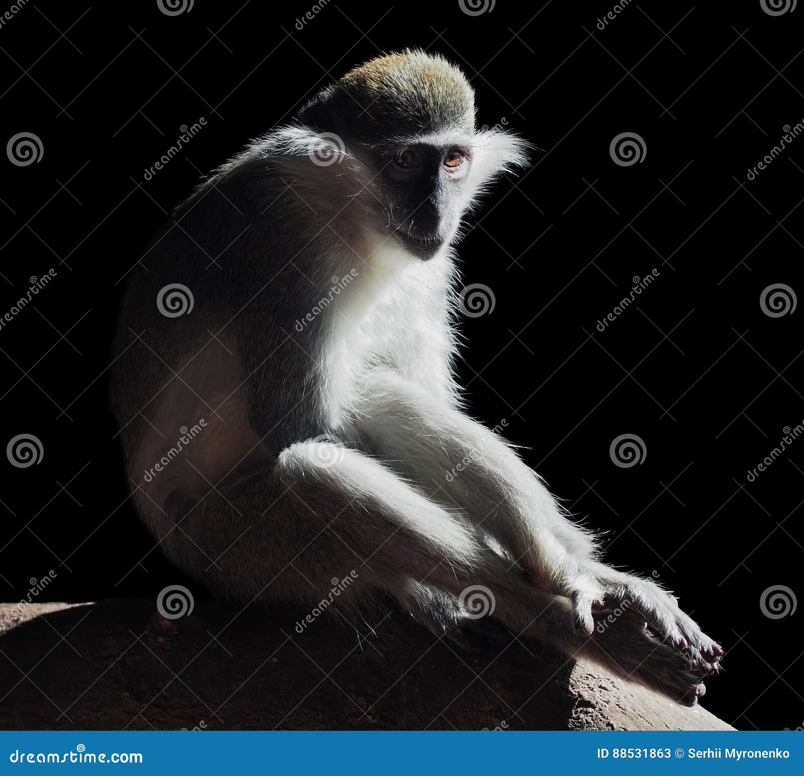 Monkey Sitting and Looking at Camera Curious Portrait Isolated O Stock ...