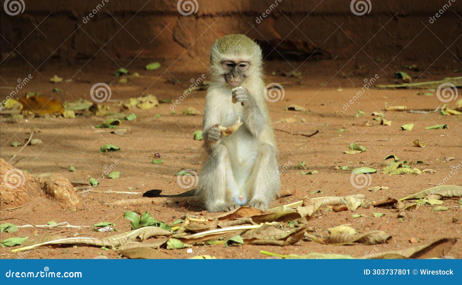 A Monkey is Sitting in the Middle of a Sandy Ground Stock Image - Image ...