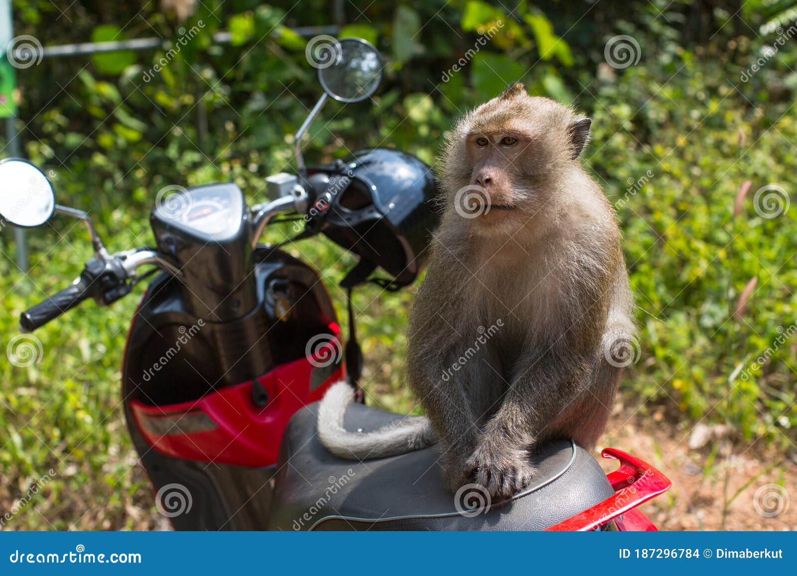 Monkey Sitting on a Motorbike in the Thai Jungle. Nature. Stock Photo ...