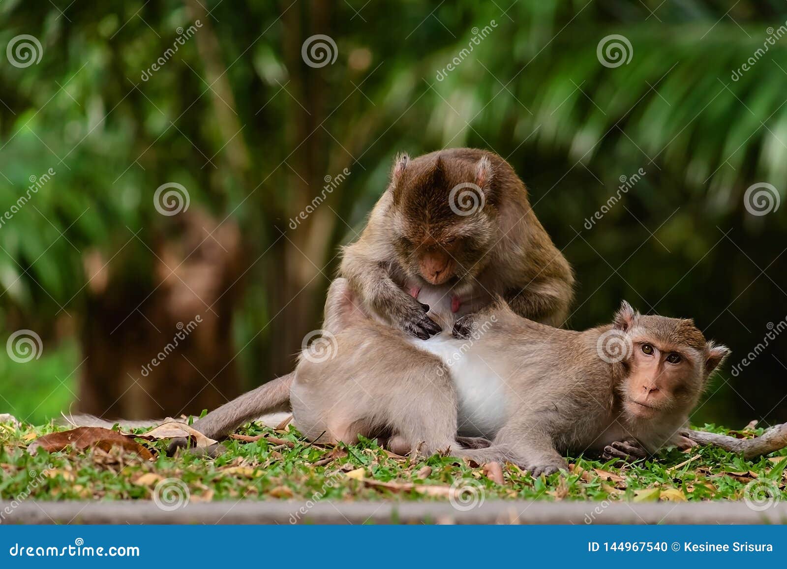 Monkey Sitting in the Nature Stock Photo - Image of climb, tree: 144967540