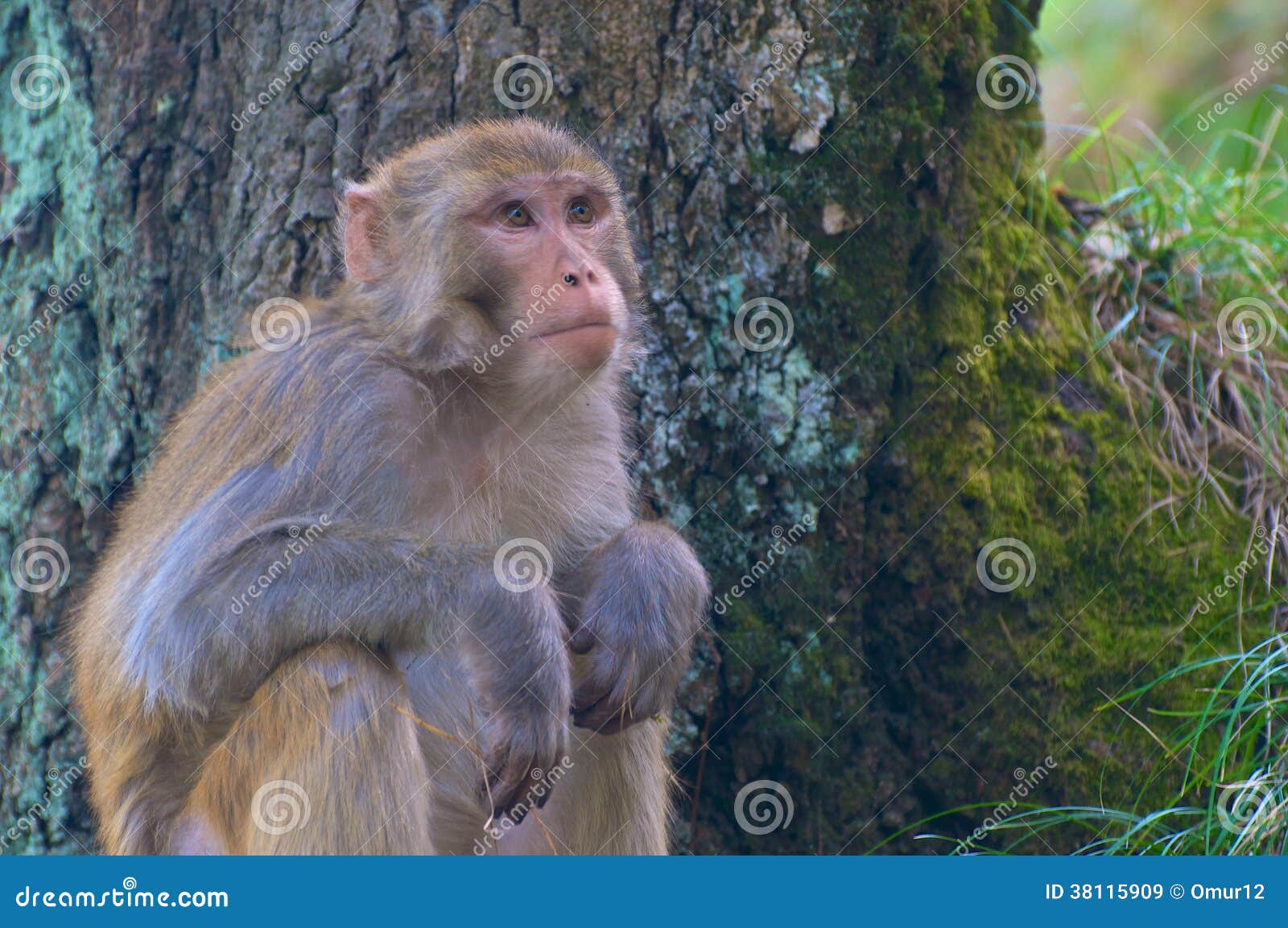 Monkey Sitting Near a Tree in India Stock Image - Image of jungle ...