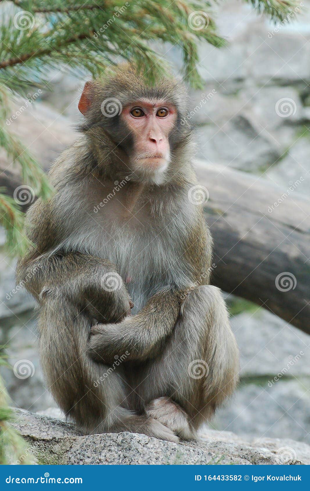 Monkey Sitting Outdoors on Stone Stock Photo - Image of female, furry ...