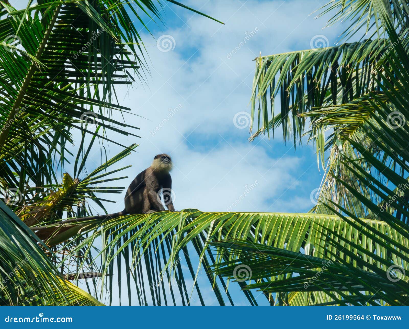 Monkey On Palm Tree. Green Wildlife Of Costa Rica. Black-handed Spider ...