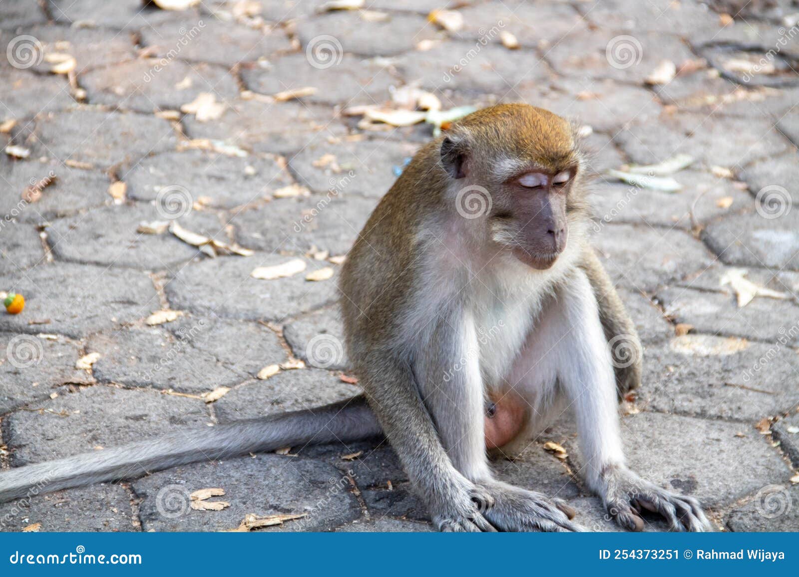 A Monkey Sitting on a Paving Road in a Protected Forest Area in the ...