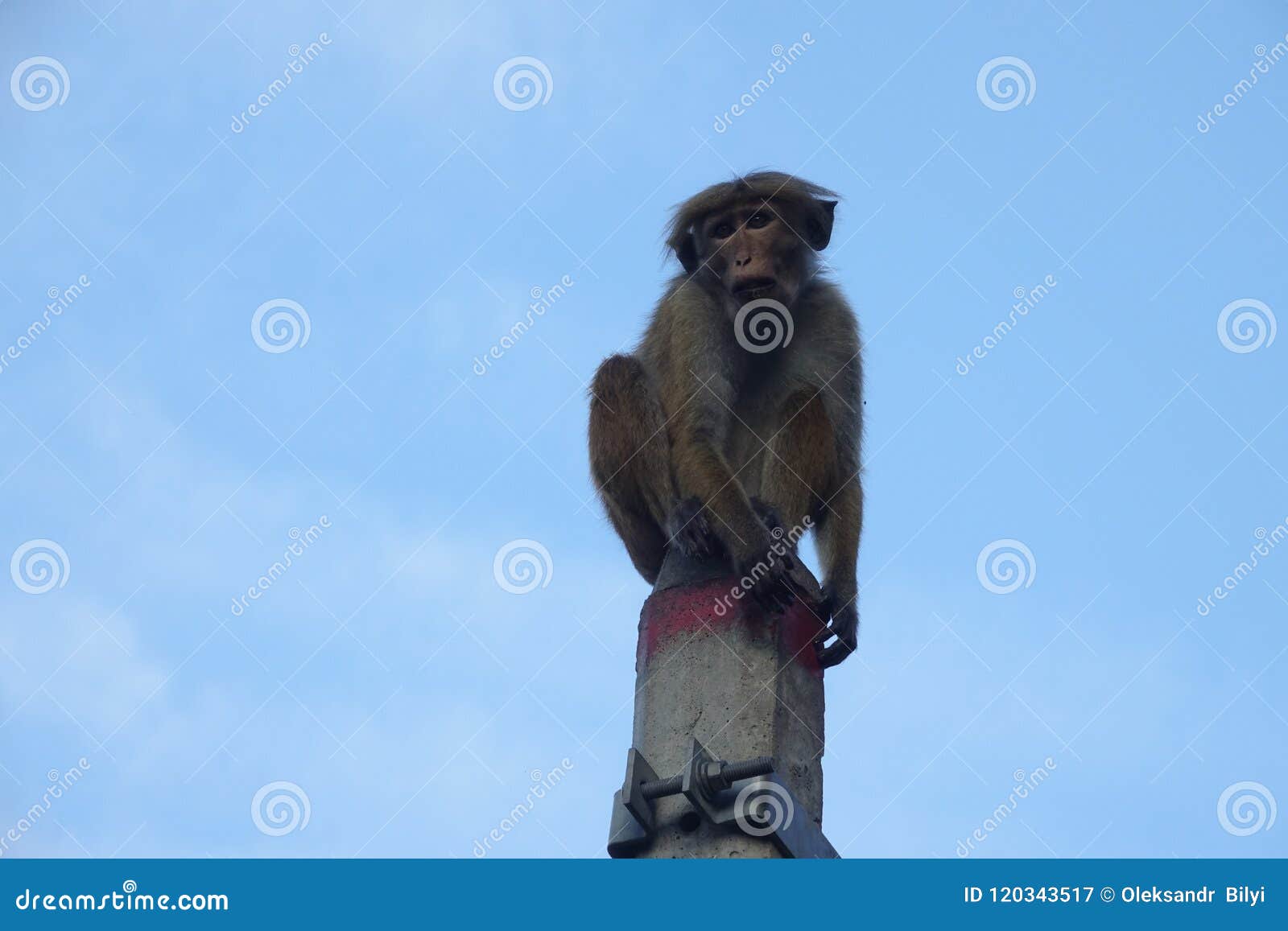 Monkey Sitting on a Pillar on Blue Sky Background Stock Image - Image ...
