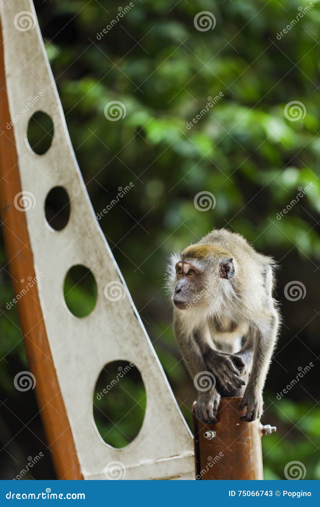 Monkey sitting on a pole stock image. Image of life, fauna - 75066743