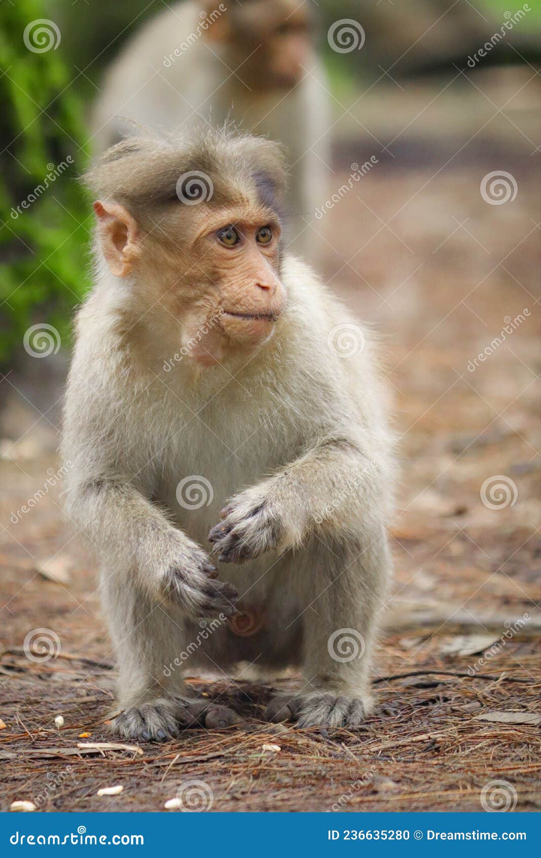 Monkey sitting and posing stock photo. Image of sitting - 236635280