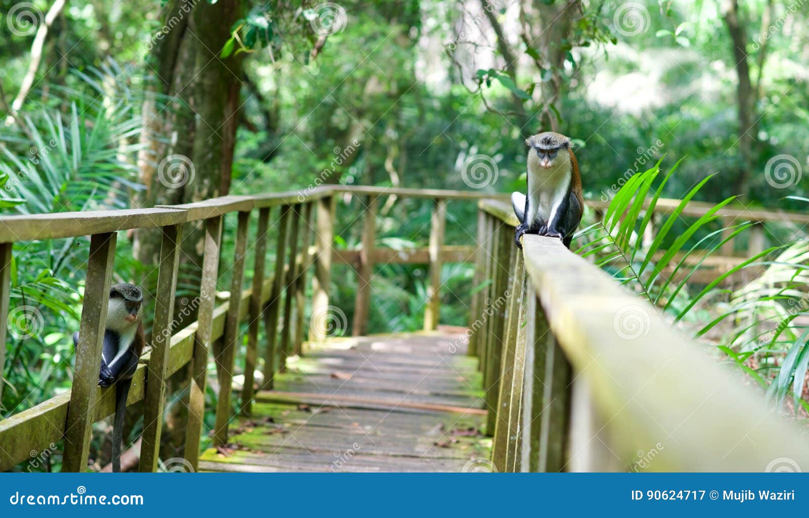 A Monkey Sitting on a Railing Stock Image - Image of swamp, nigeria ...