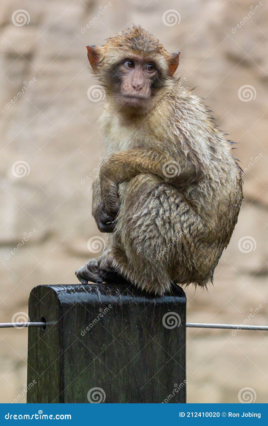 Monkey sitting in the rain stock photo. Image of rain - 212410020