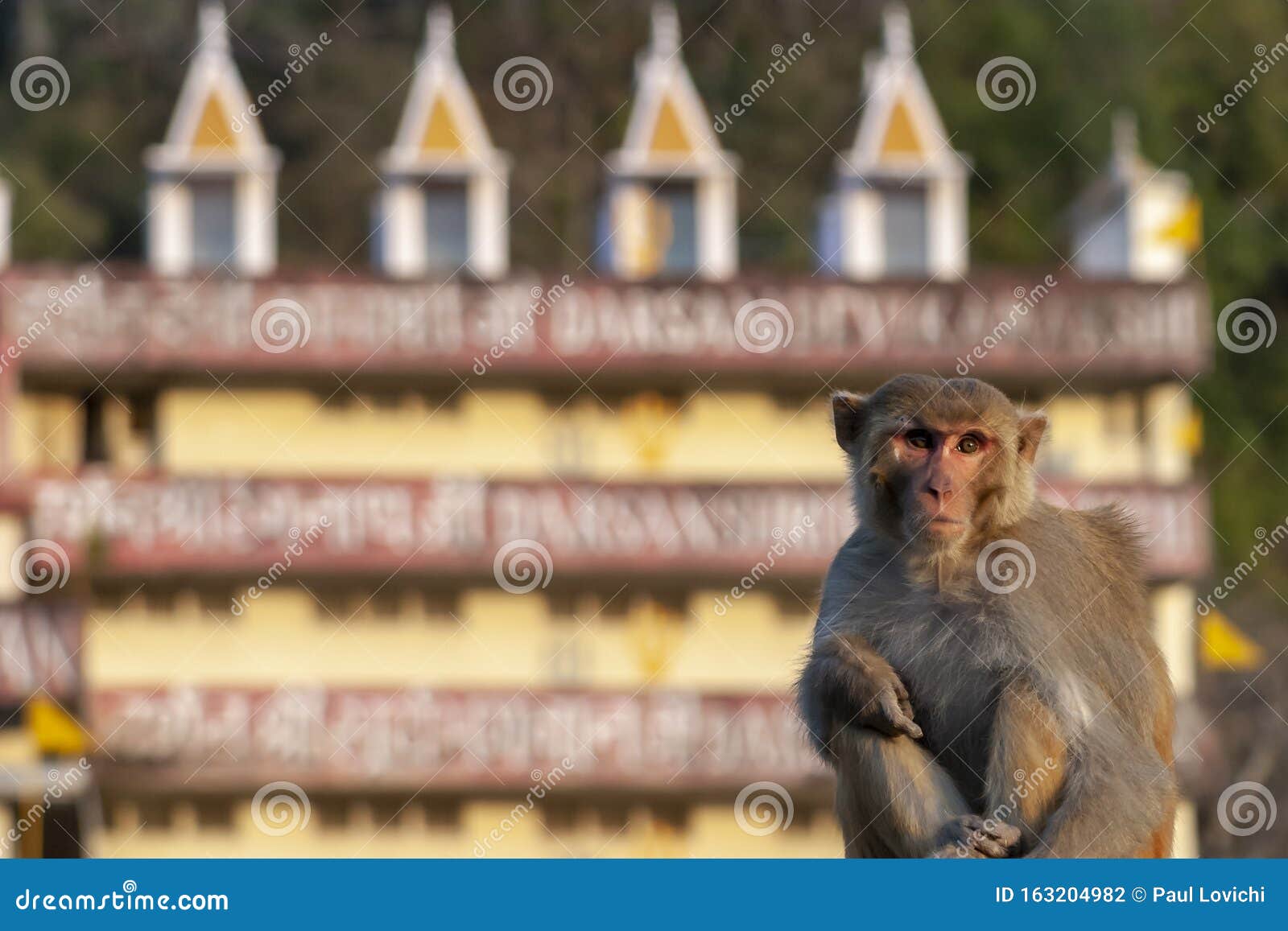 Monkey Sitting in Rishikesh,india with an Ashram Behing it Stock Photo ...