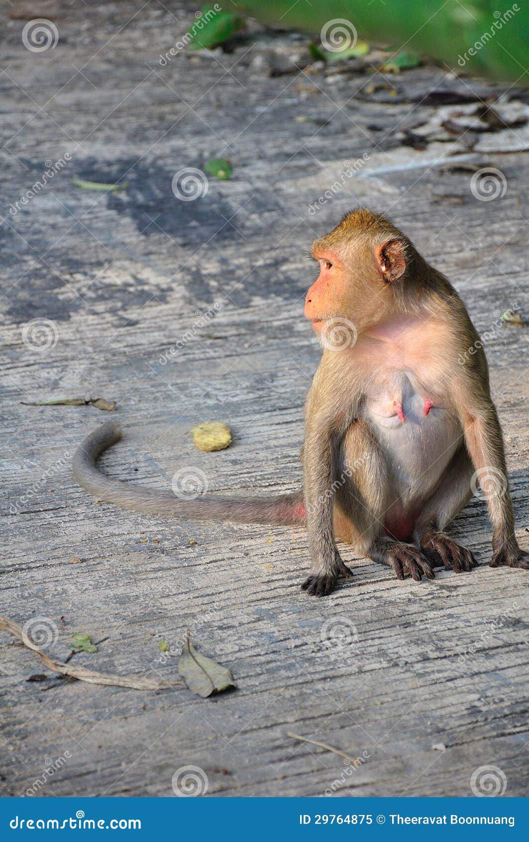 Monkey sitting stock image. Image of cute, face, green - 29764875
