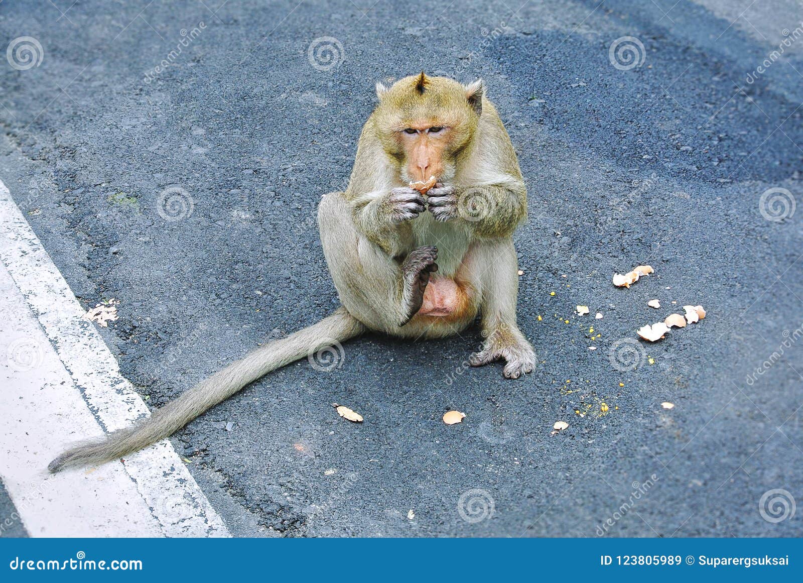 A Monkey Sitting on the Road Eating Boiled Eggs Stock Image - Image of ...