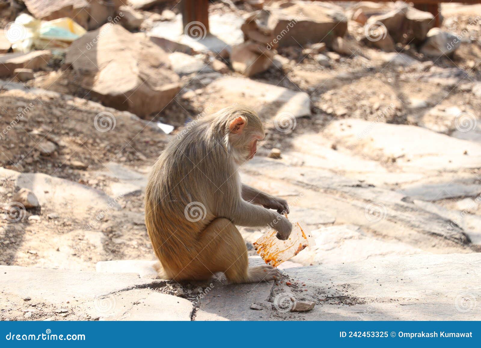 Monkey Sitting on Rock and Eating Plastic Garbage. Stock Image - Image ...