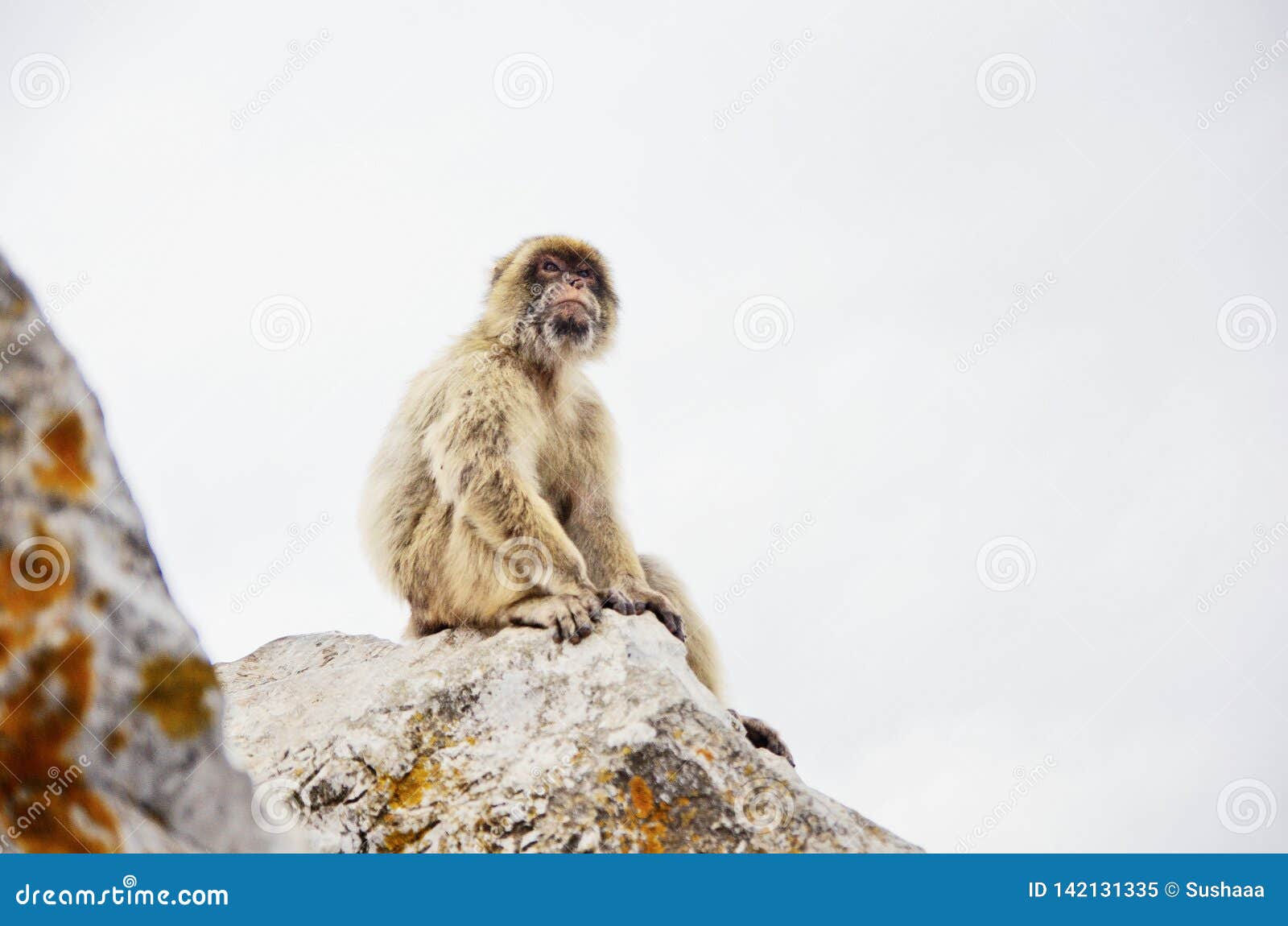 Monkey Sitting on the Rock. Gibraltar Monkey Portrait. Stock Image ...