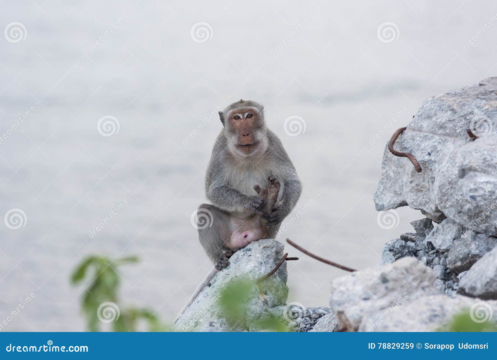 Monkey Sitting on the Rock Watching Sea Stock Image - Image of brown ...