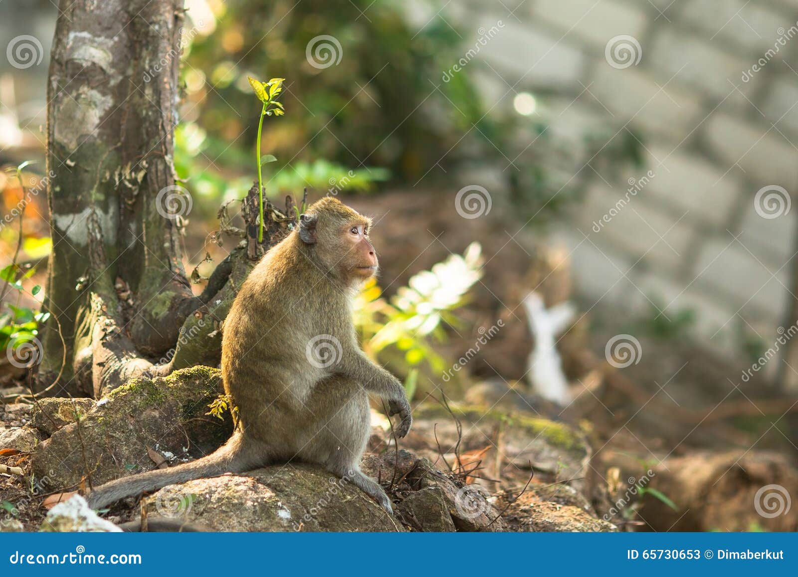 Monkey Sitting on the Roots of a Tree. Stock Image - Image of funny ...