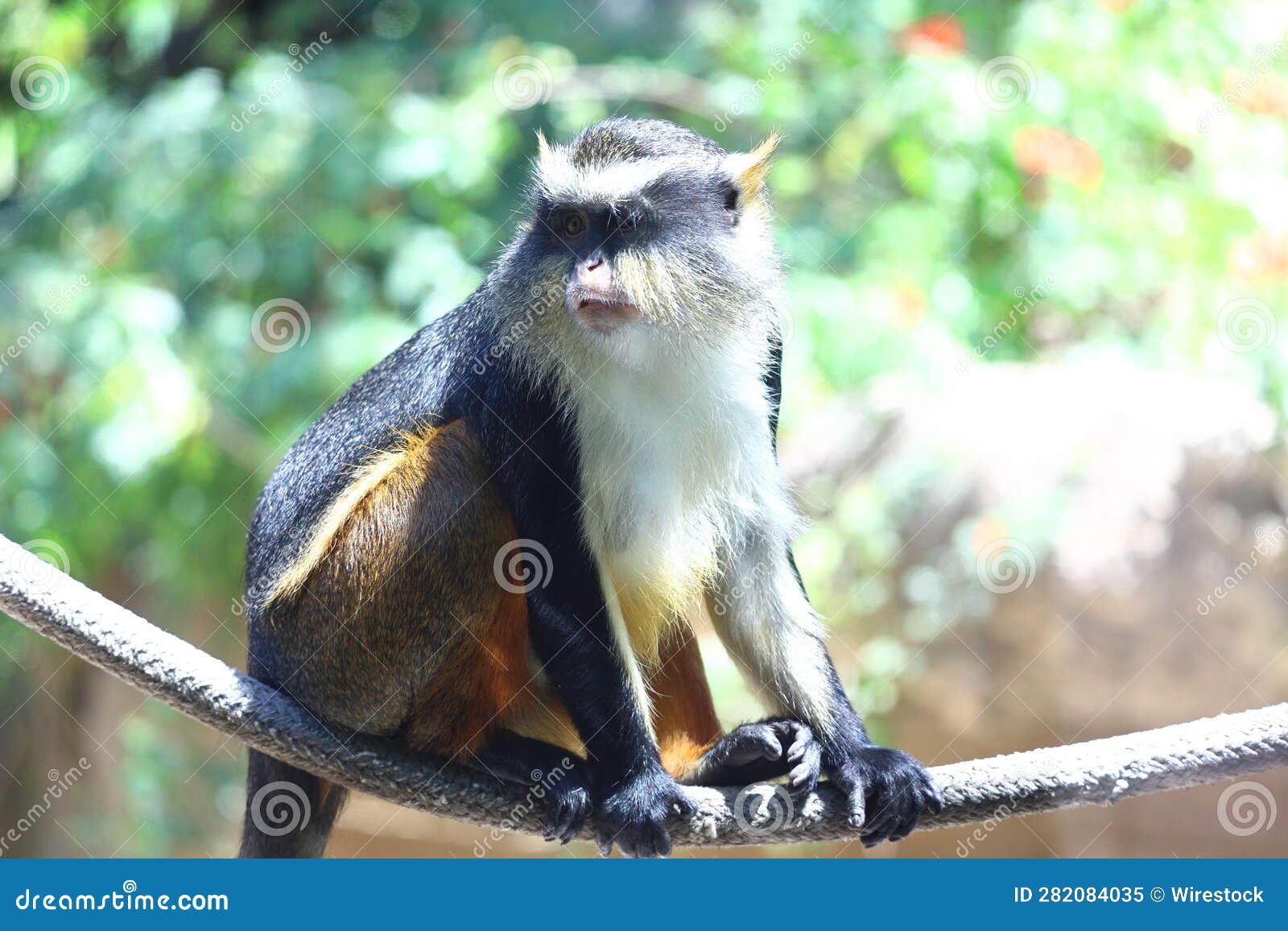 The Monkey is Sitting on a Rope Next To the Tree Stock Image - Image of ...