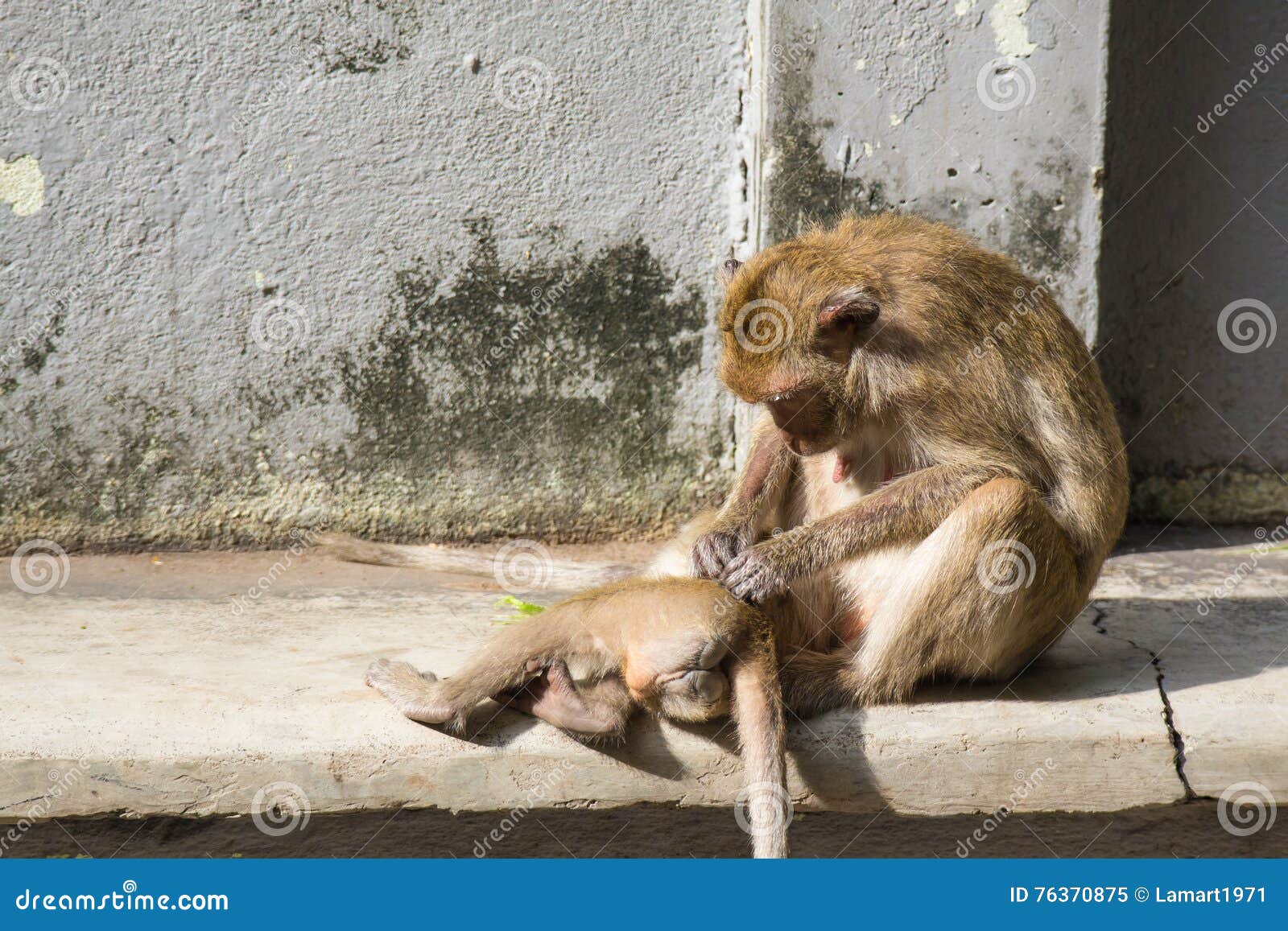 Monkey Sitting and Scratch Young Monkey Stock Image - Image of mammal ...