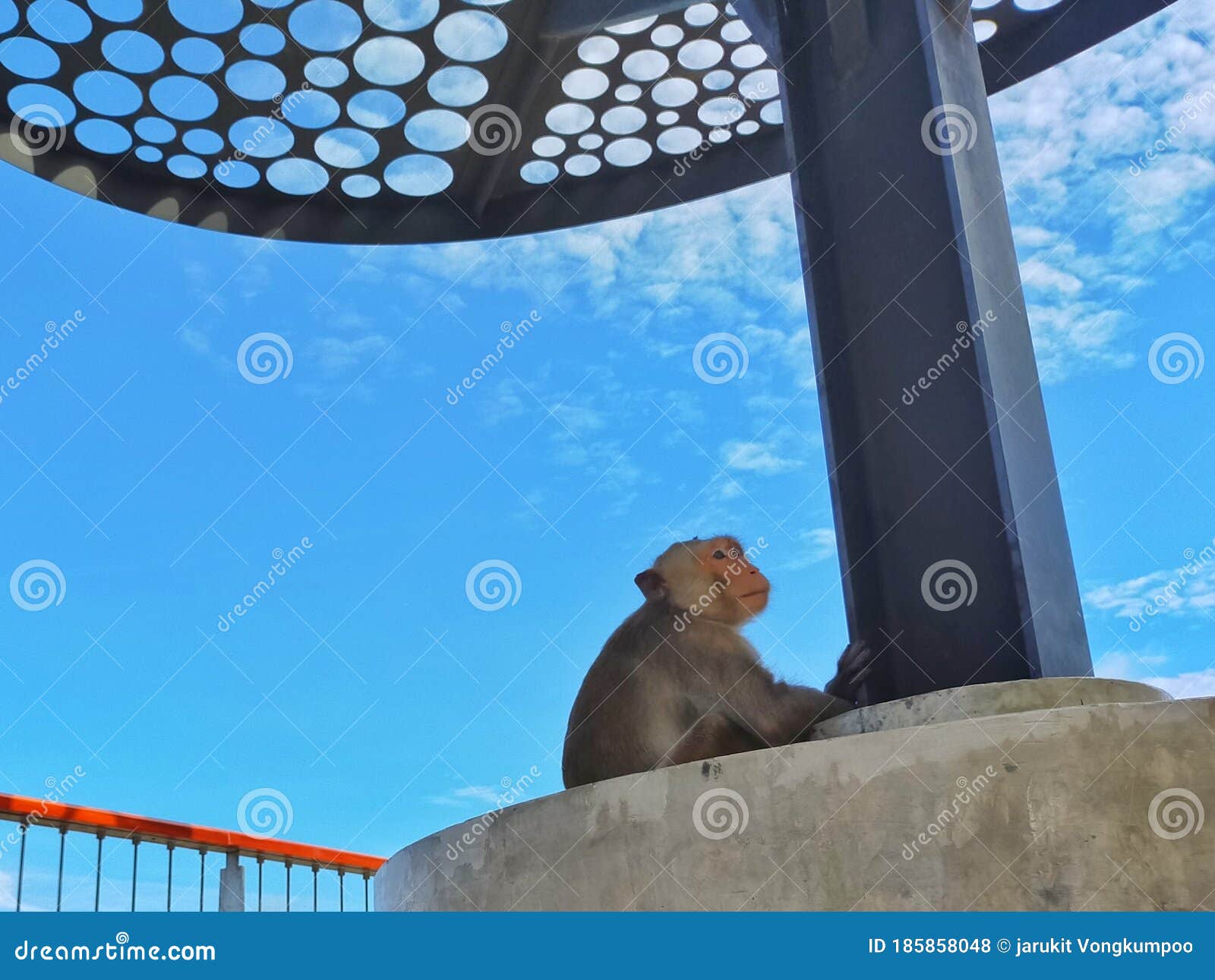 The Monkey is Sitting on the Seat Stock Photo - Image of iron ...