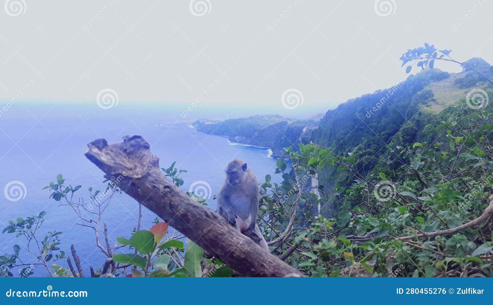Monkey Sitting on the Side of the Kelingking CliffIn Nusa Penida Island ...