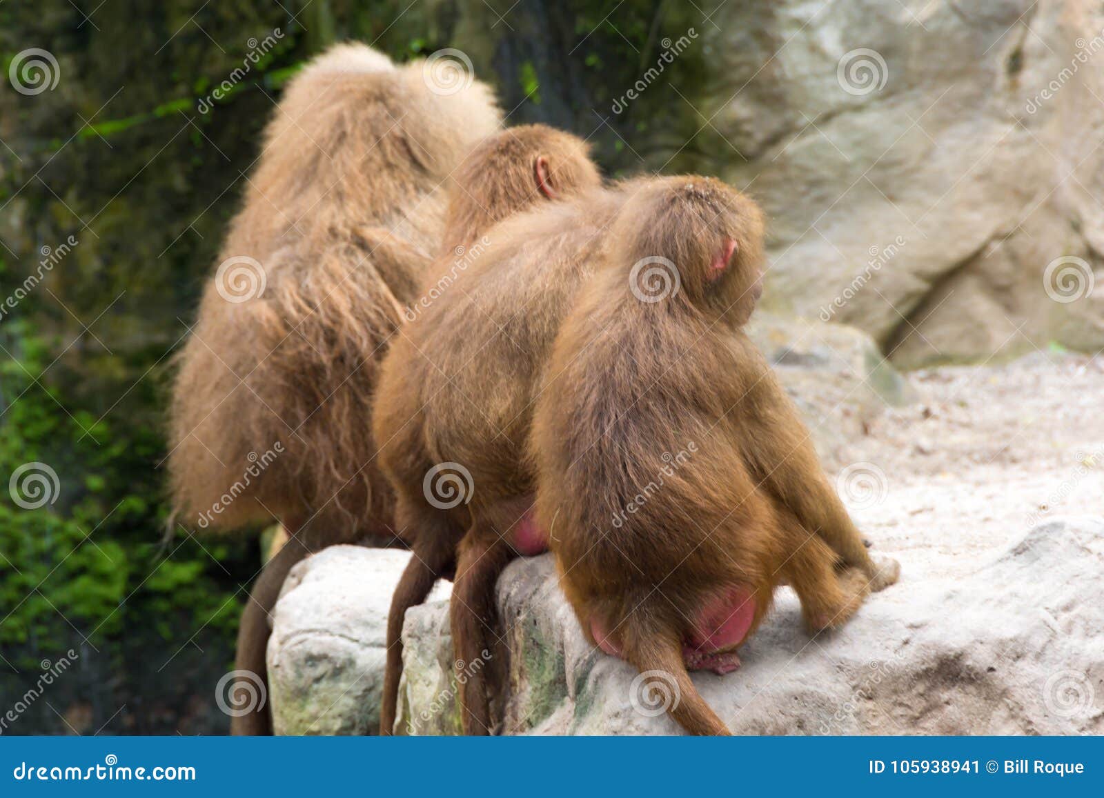 Monkey Sitting Side by Side Looking Somewhere Stock Image - Image of ...
