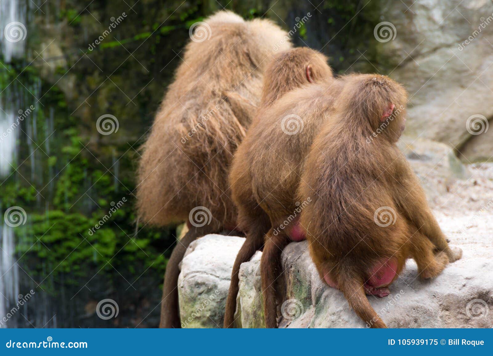 Monkey Sitting Side by Side Looking Somewhere Stock Image - Image of ...