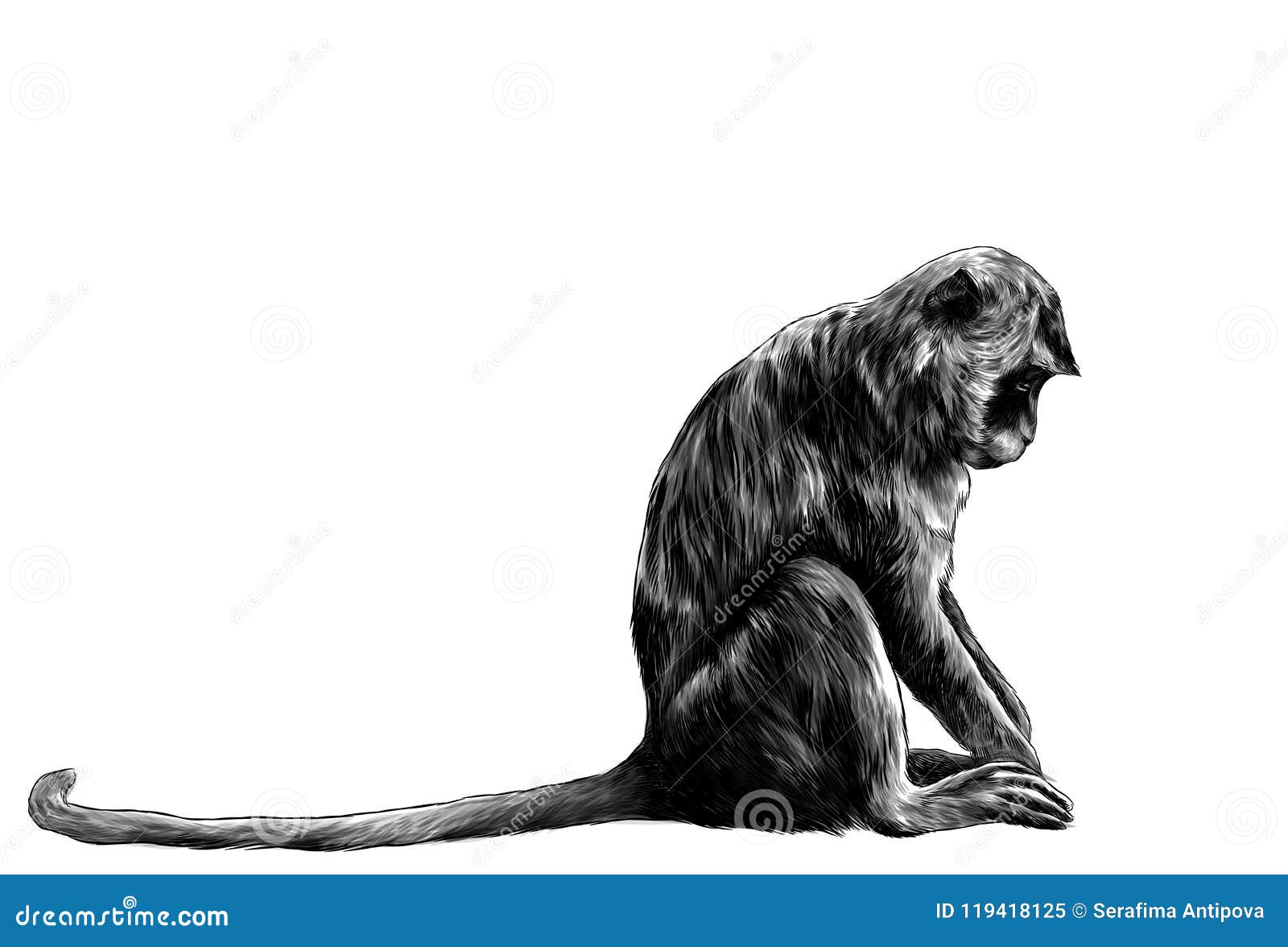 Monkey Sitting At Full Height With His Paws Folded On His Hind Legs ...