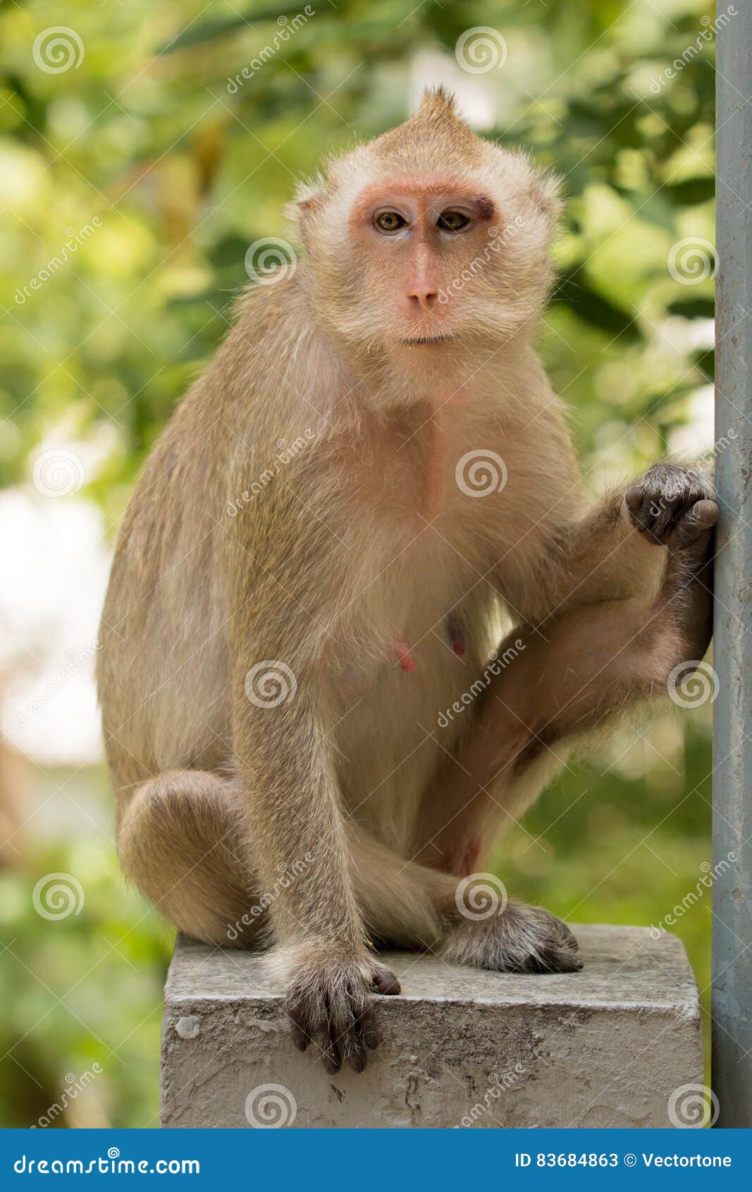 Monkey sitting. stock image. Image of food, child, exotic - 83684863