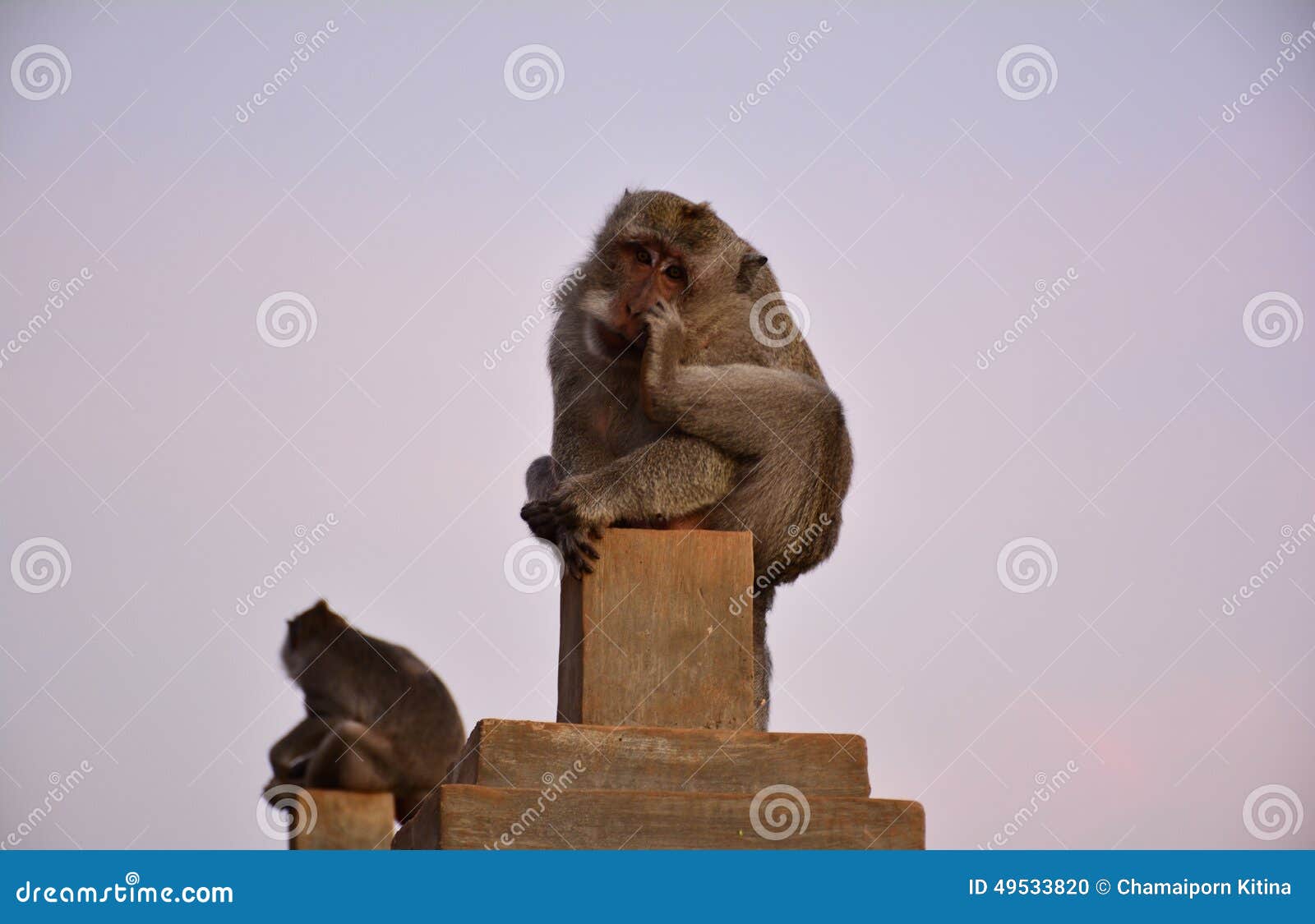 Monkey stock photo. Image of nature, wildlife, mammal - 49533820