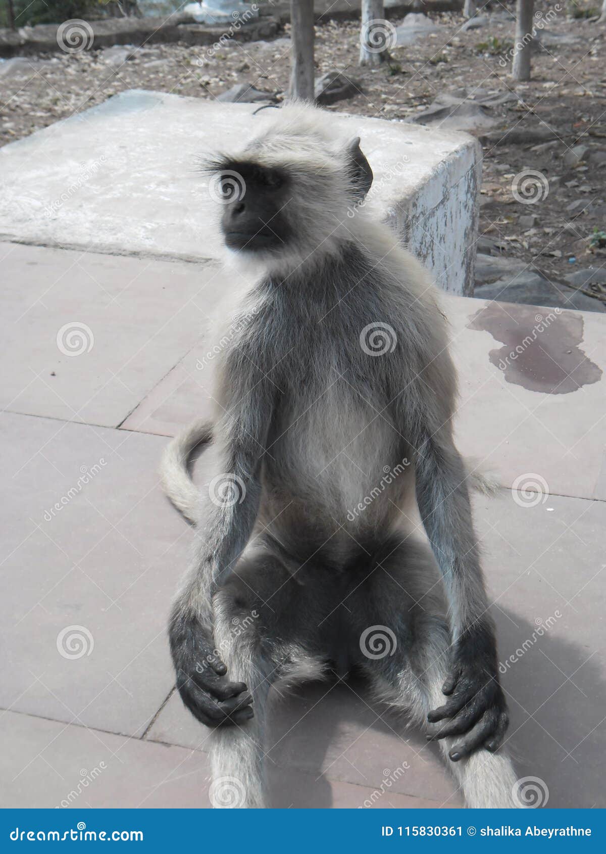 The Boss: Monkey Crab Eating Long Tailed Macaque, Macaca Fascicularis ...