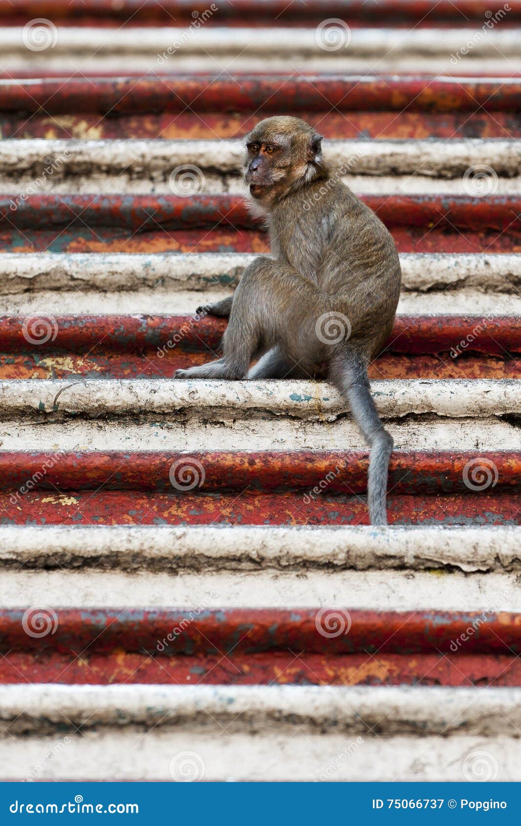 Monkey sitting on stairs stock image. Image of rainforest - 75066737