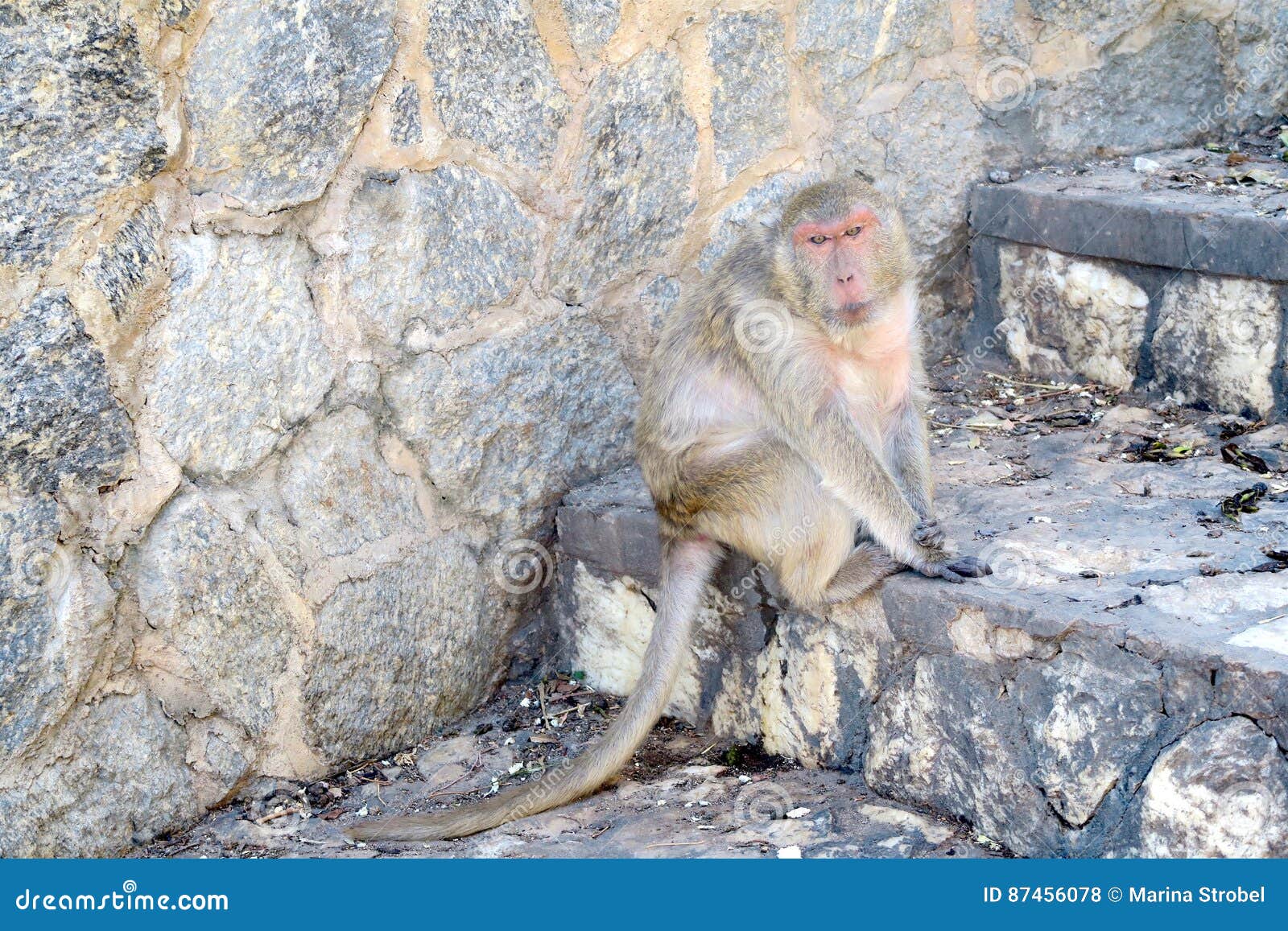 Monkey Sitting on the Stairs Stock Photo - Image of sitting, primate ...