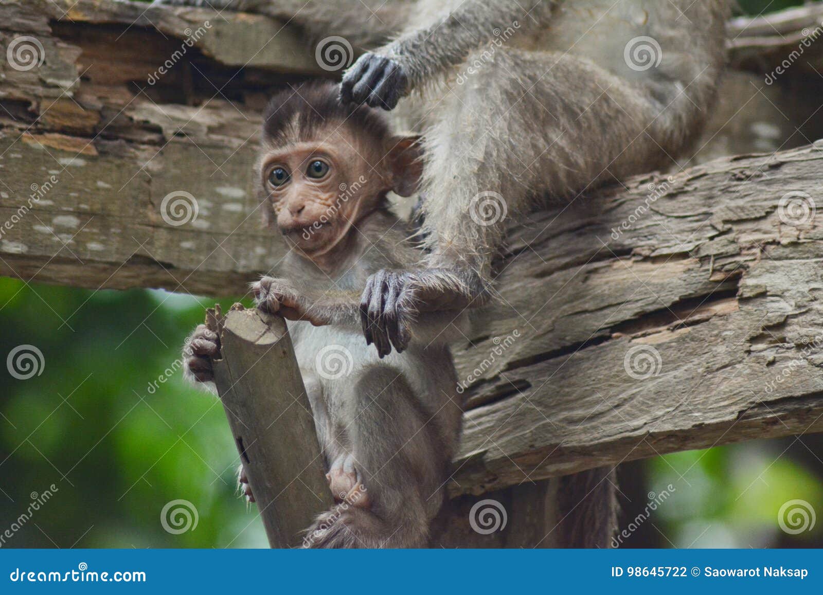 Monkey sitting on a stick. stock photo. Image of bear - 98645722