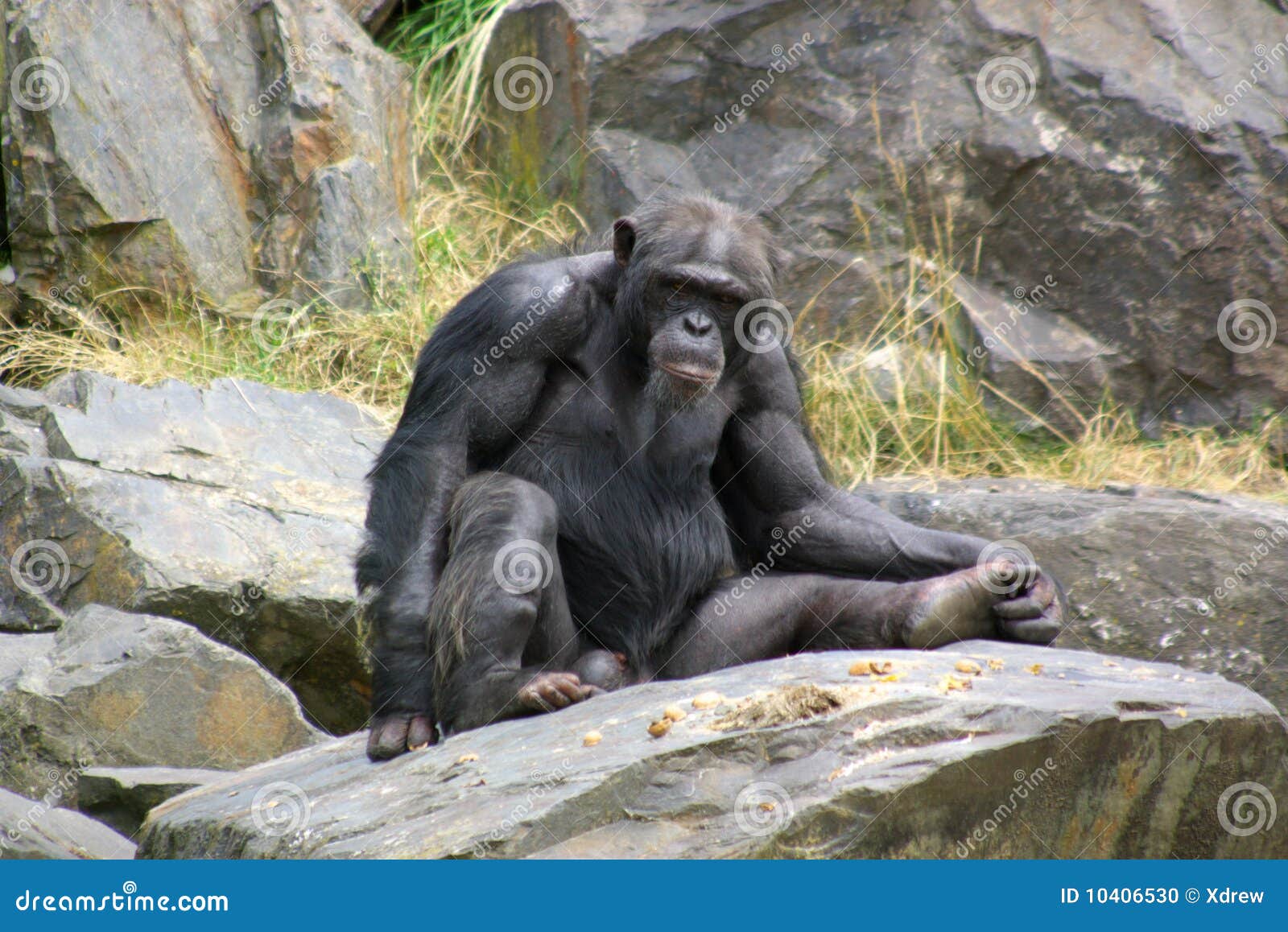 Monkey sitting on stone stock photo. Image of chimpanzee - 10406530