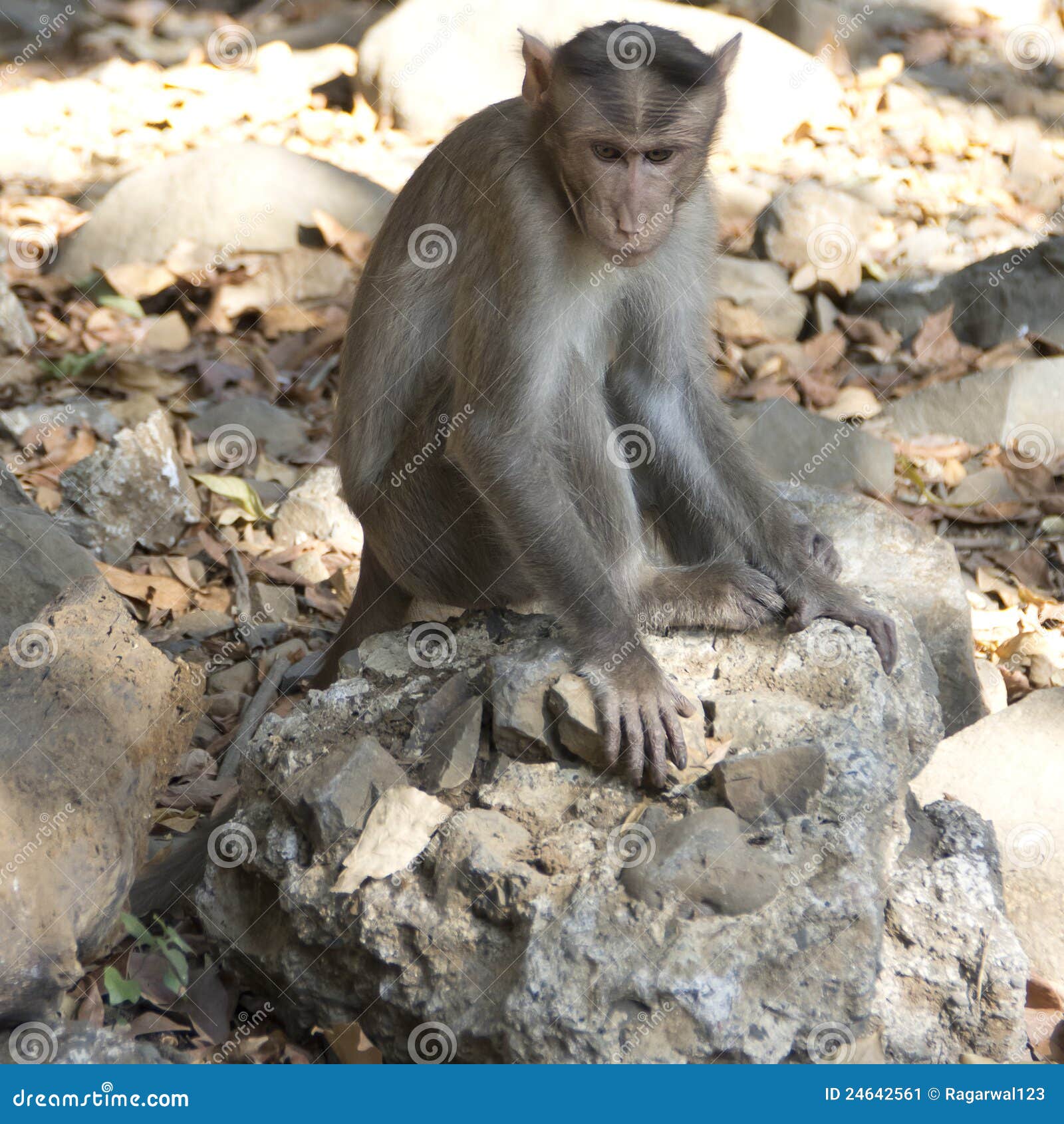 Monkey sitting on a stone stock image. Image of sitting - 24642561
