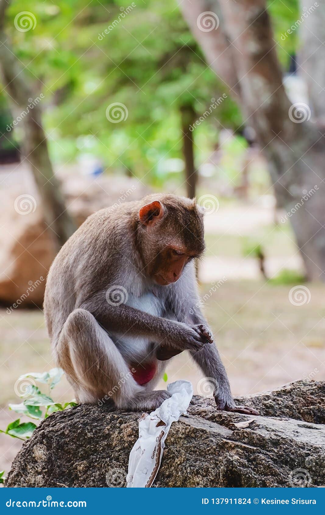 Monkey Sitting on the Stone Stock Photo - Image of mammal, background ...