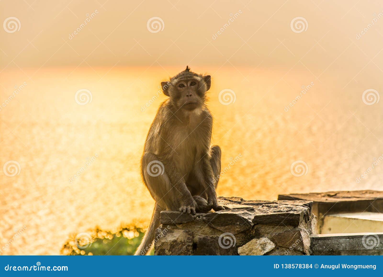A Monkey is Sitting on the Stone Pillar. Stock Photo - Image of brown ...