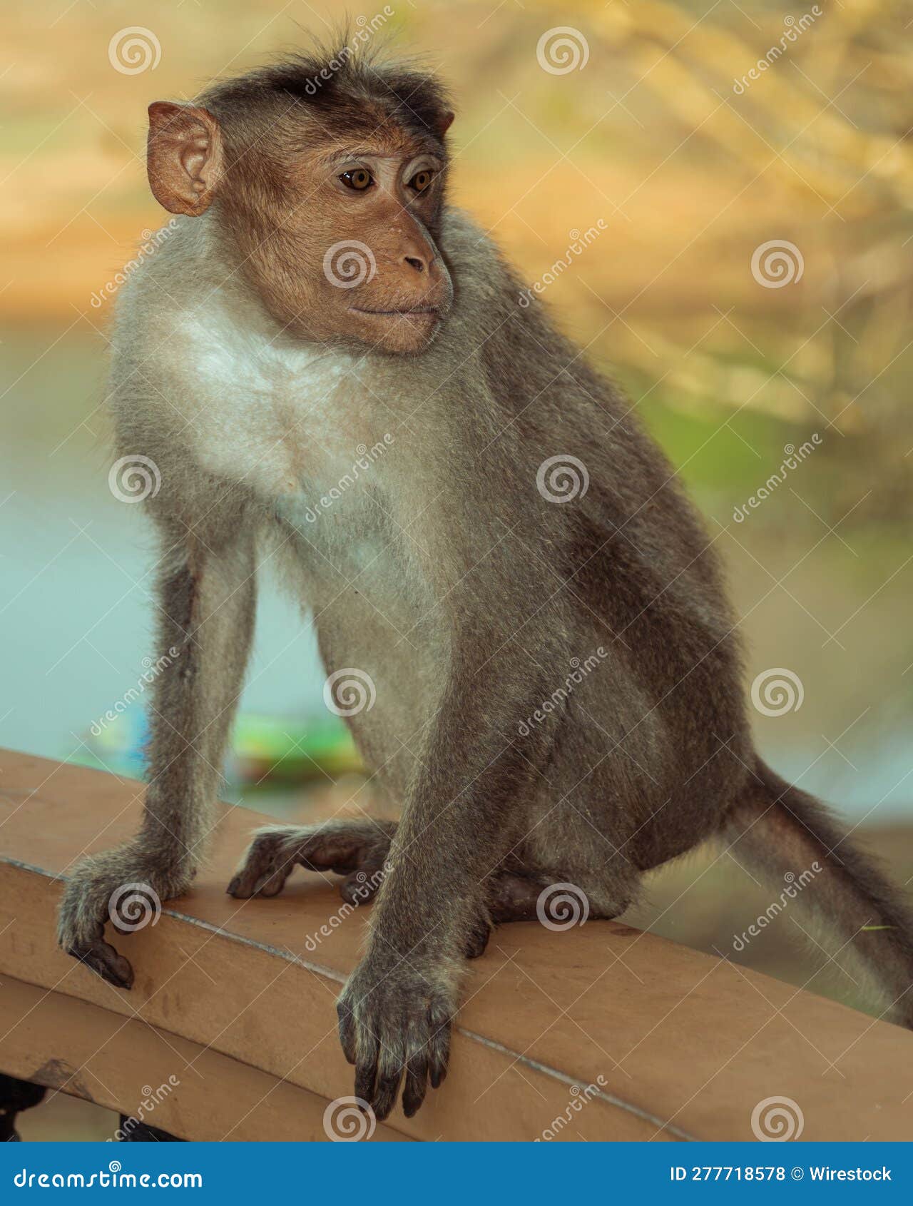 Monkey Sitting on a Stone Railing Stock Photo - Image of wildness ...