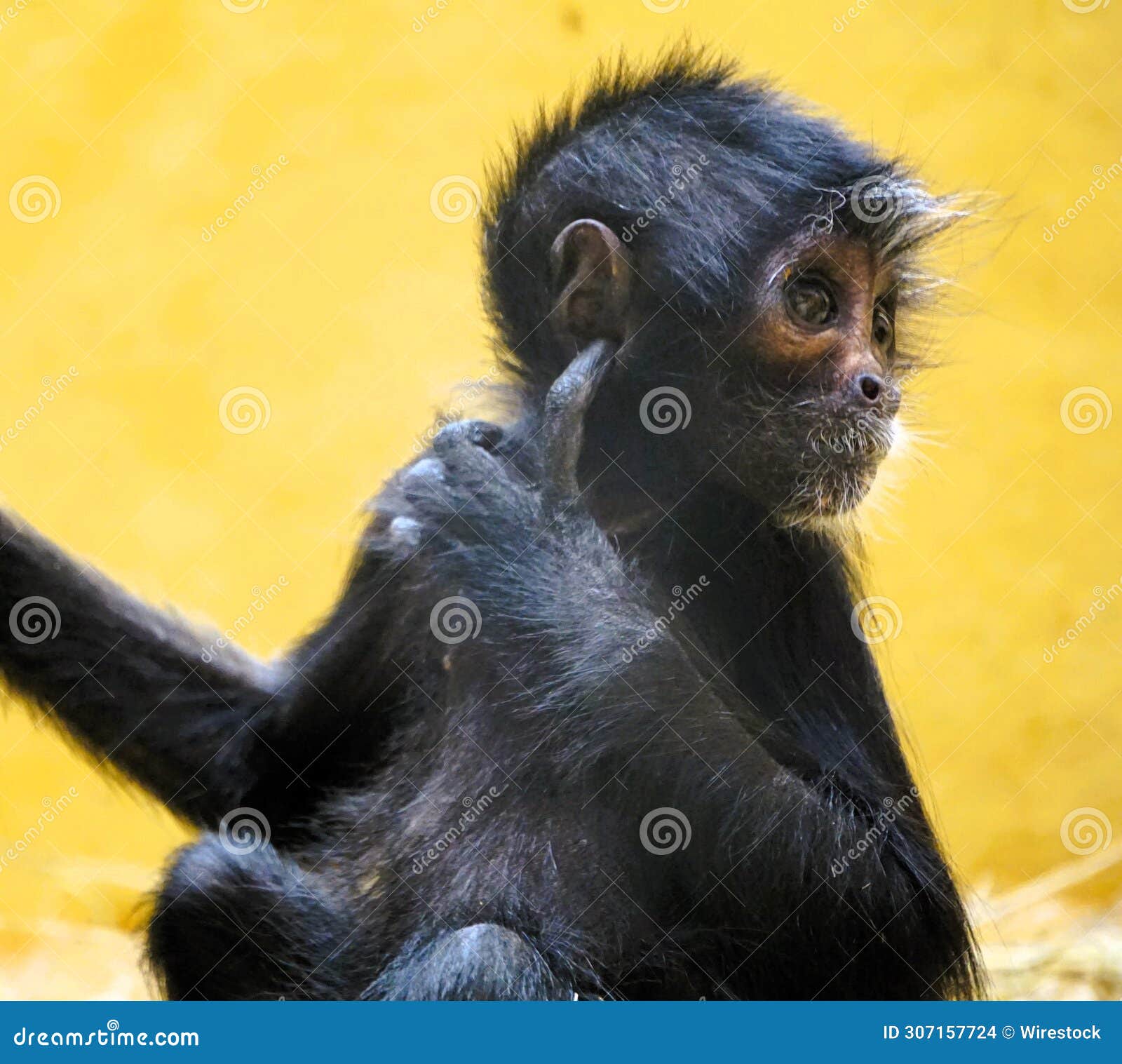 A Monkey Sitting in the Straw with Its Hand on His Chest Stock Photo ...