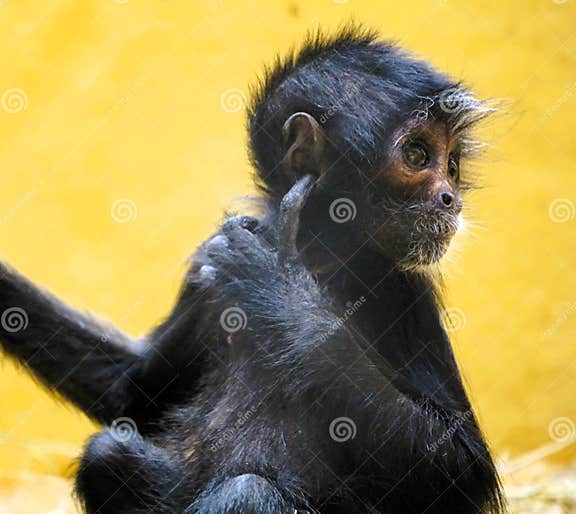 A Monkey Sitting in the Straw with Its Hand on His Chest Stock Photo ...