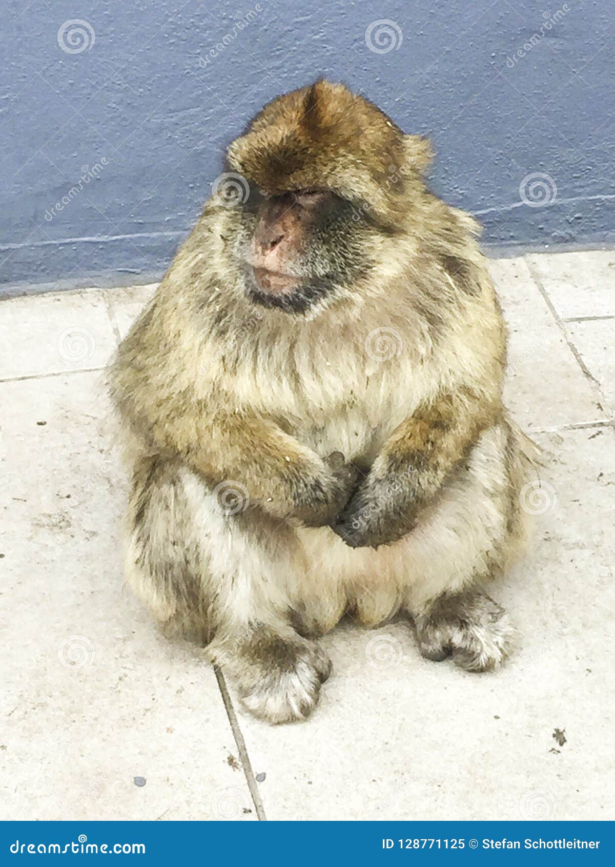 A Monkey is Sitting on the Street and Look Angry Stock Image - Image of ...