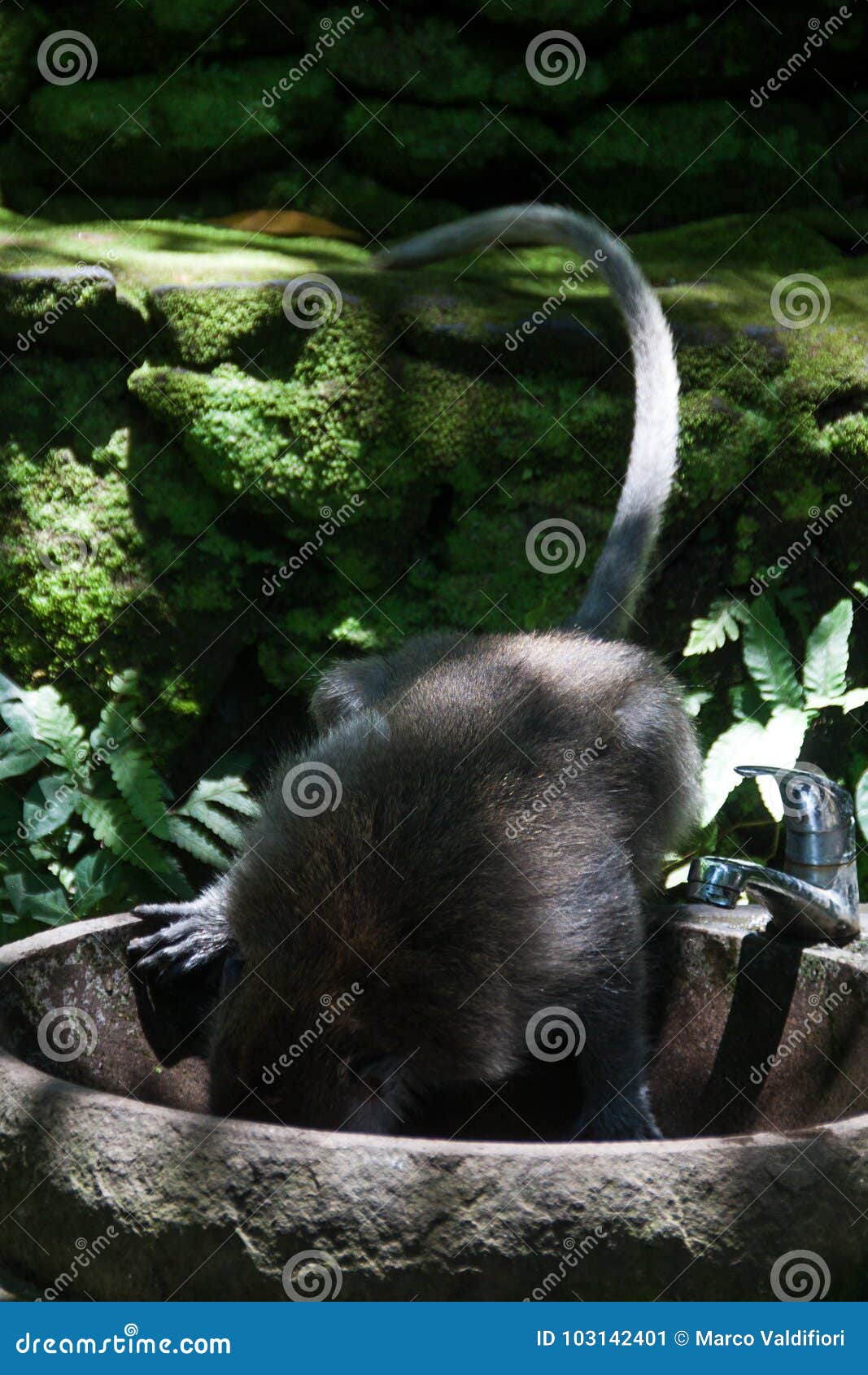 Monkey bending stock image. Image of brown, rhesus, exotic - 103142401
