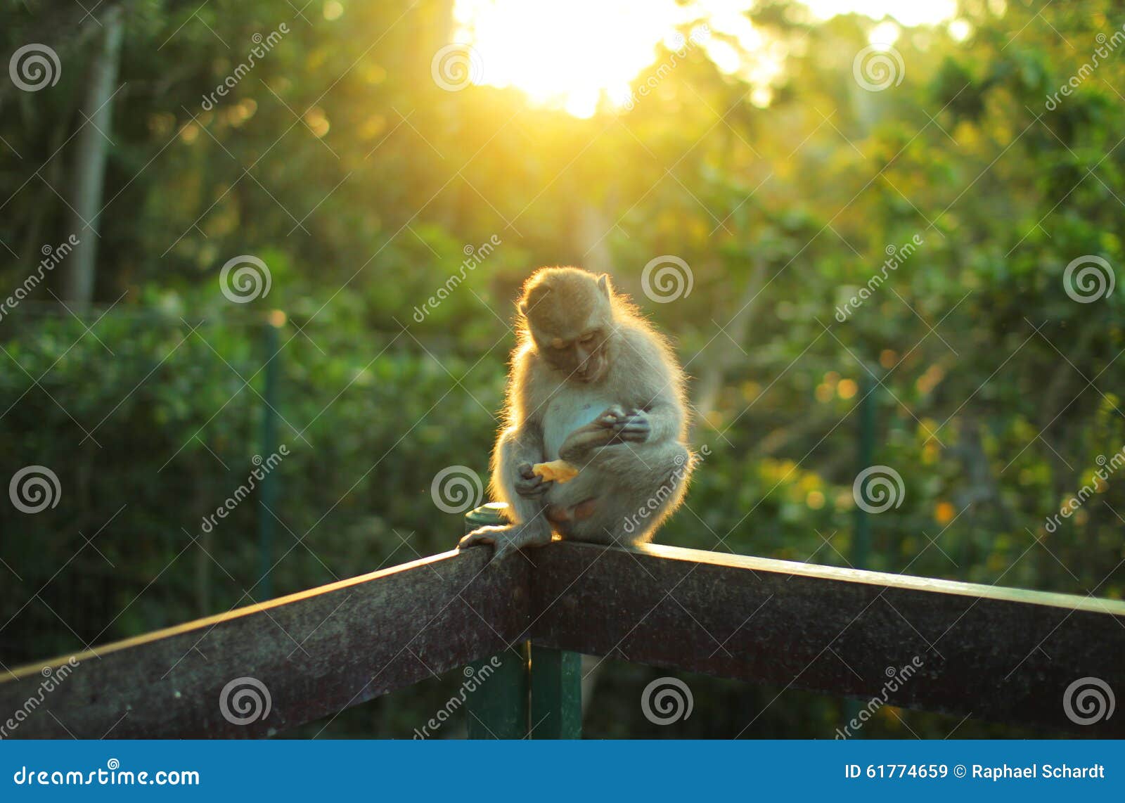Monkey sitting in the sun stock image. Image of animal - 61774659