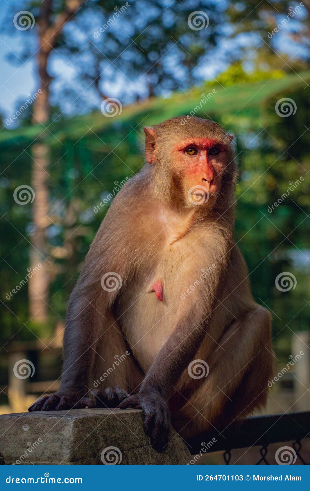 A Monkey is Sitting in the Sunlight Stock Image - Image of beauty ...