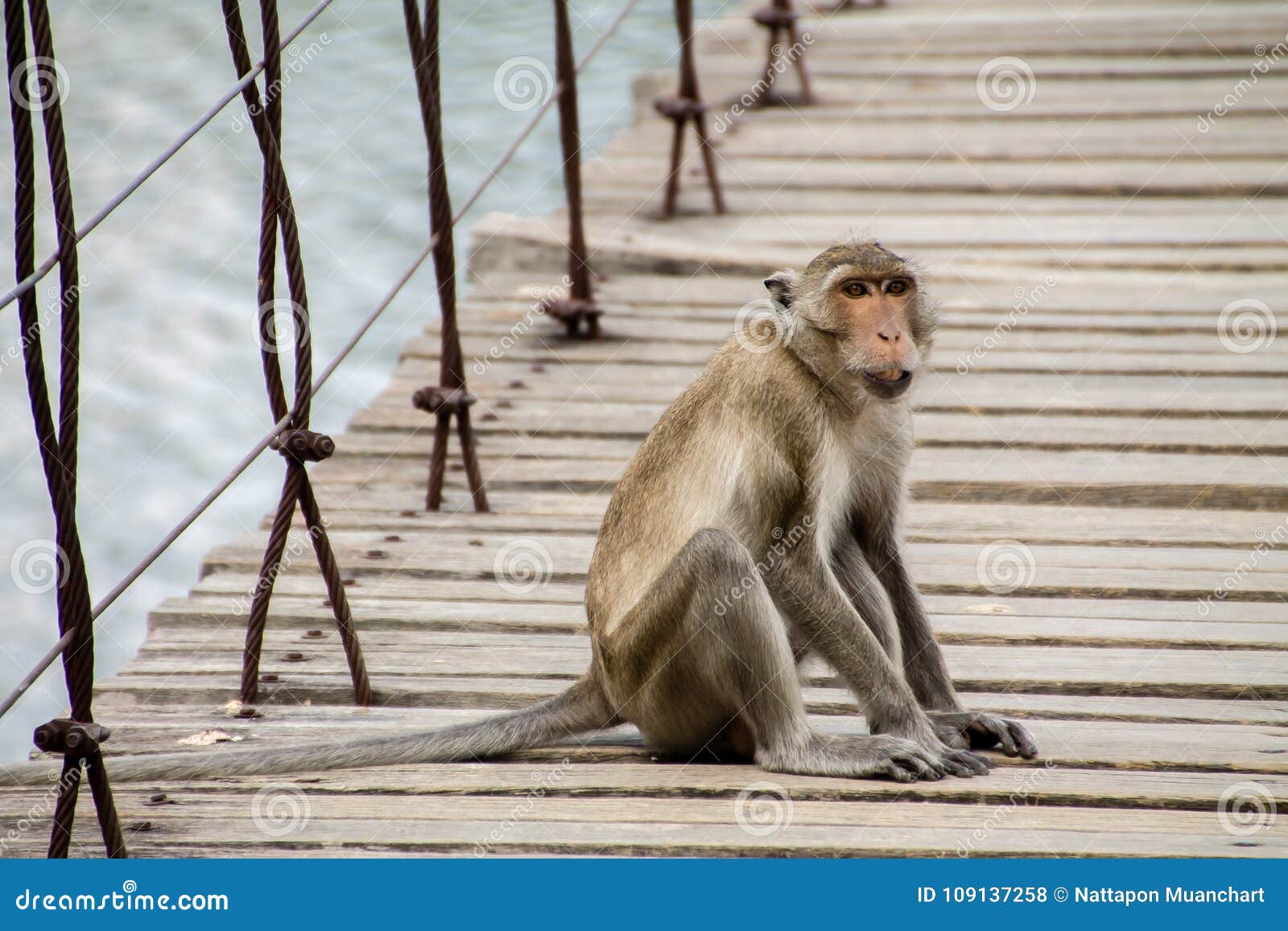Monkey that Sitting on the Suspension Bridge Stock Photo - Image of ...