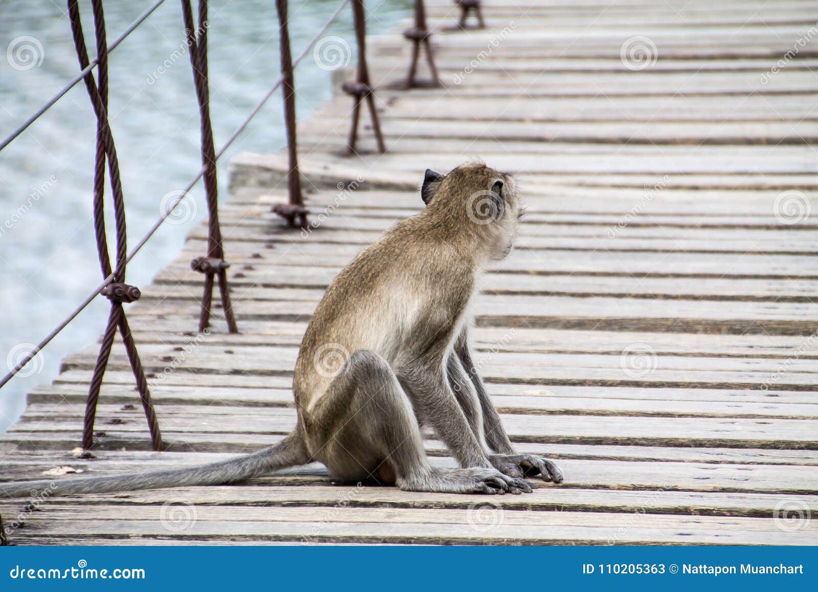 Monkey that Sitting on the Suspension Bridge Stock Image - Image of ...