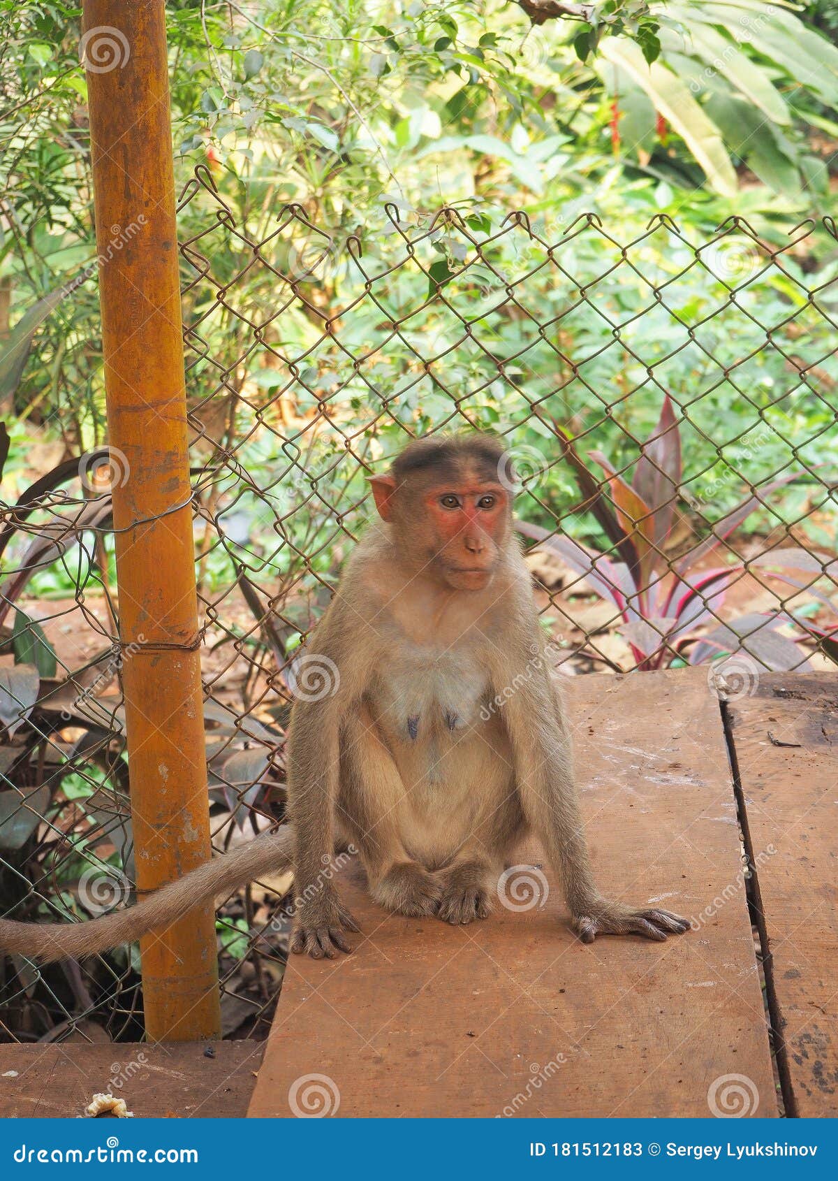 The Monkey is Sitting on the Table Stock Image - Image of small ...