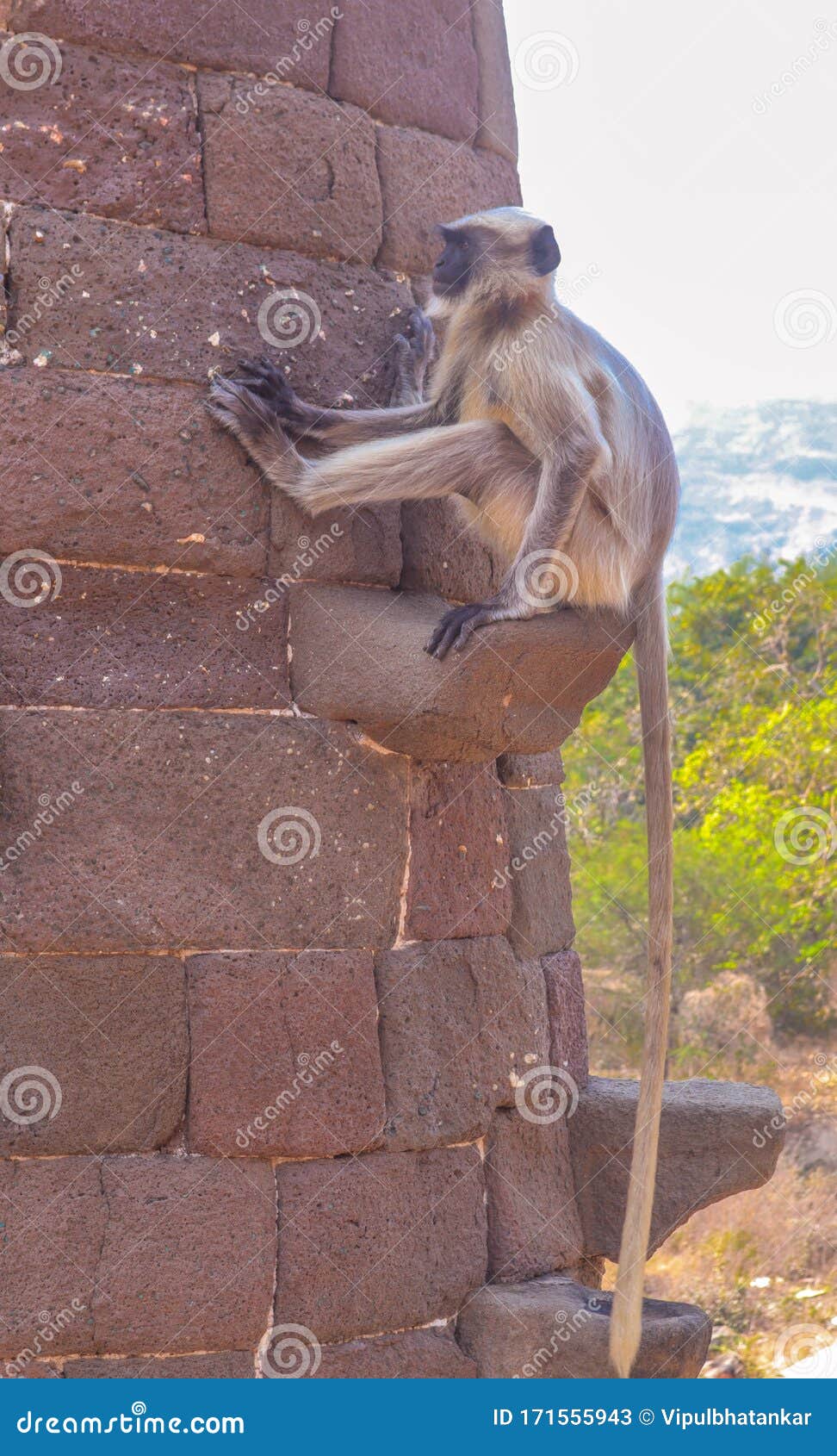 A Monkey Sitting on a Temple Pillar Stone Stock Image - Image of ...